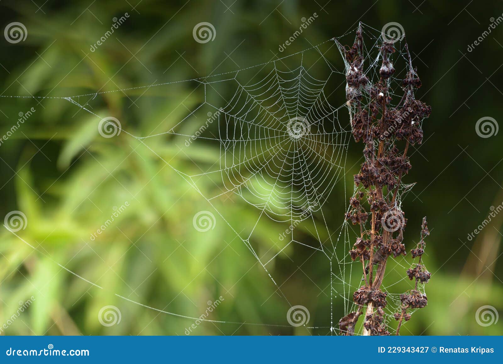 Autumn spider dream trap stock image. Image of droplet - 229343427