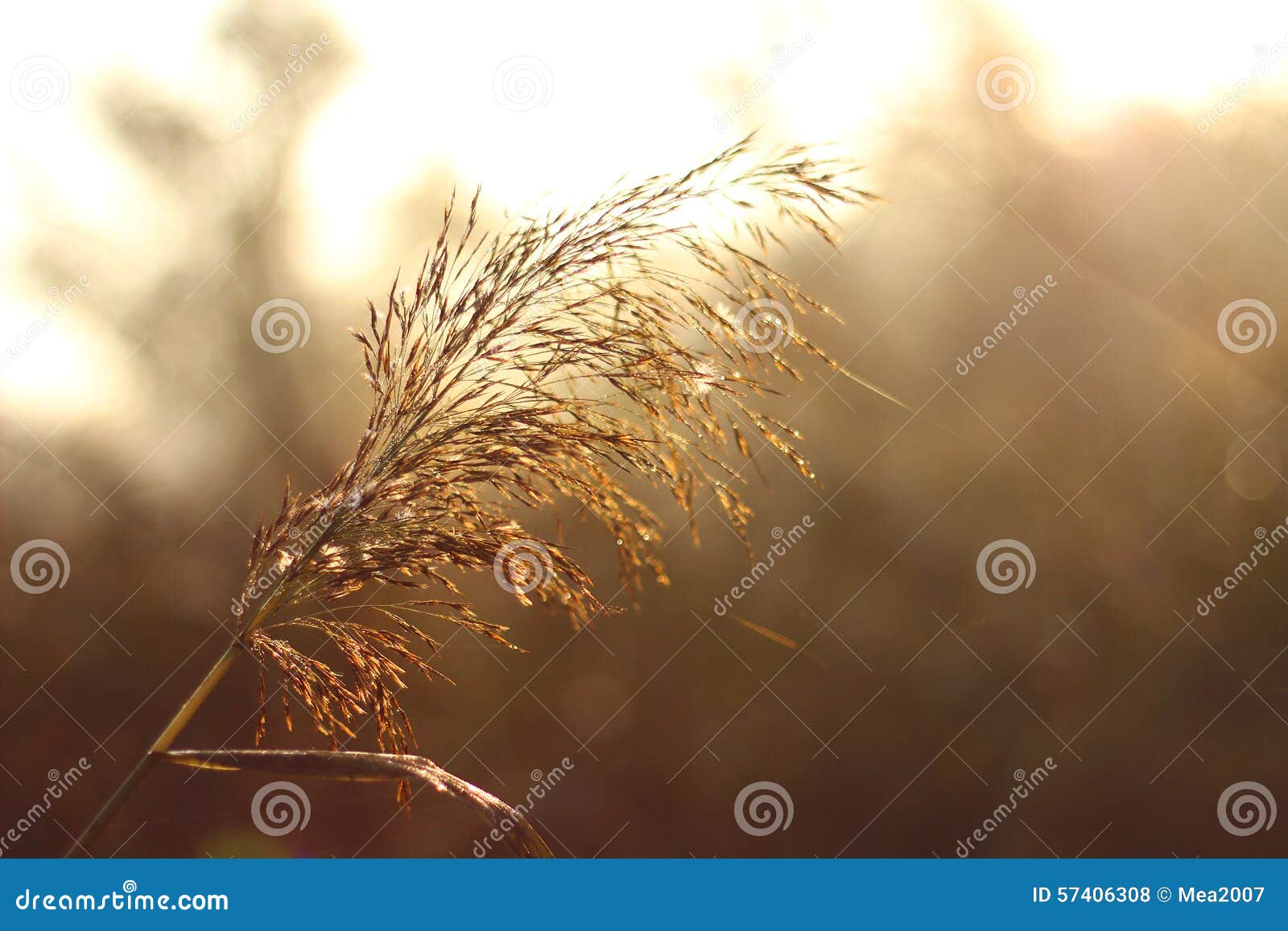 Autumn spike close stock photo. Image of spike, sunrises - 57406308