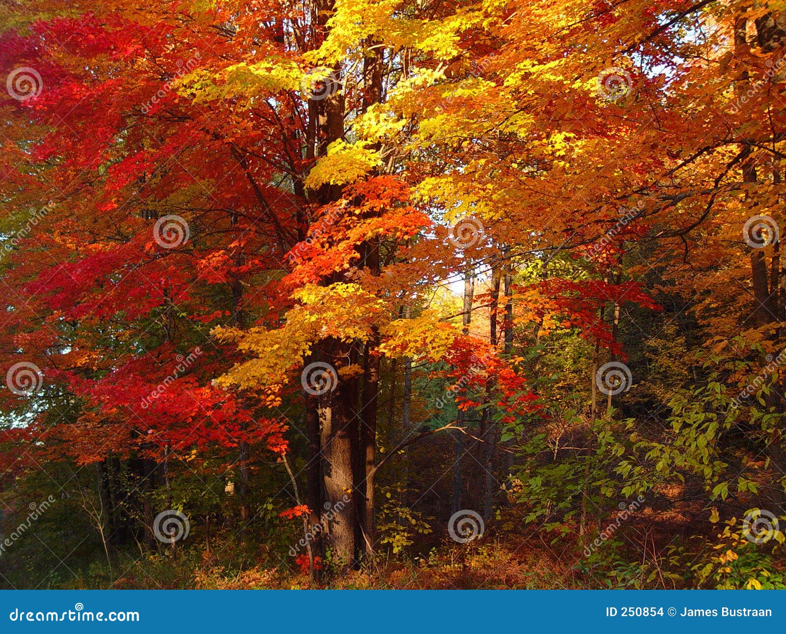 Autumn Splendor stock photo. Image of leaf, gold, fall - 250854