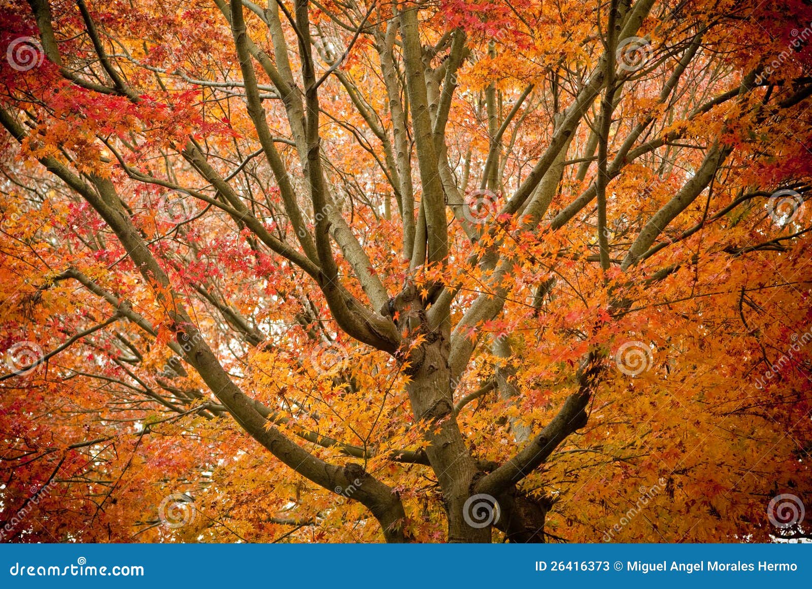 Autumn splendor stock image. Image of nature, forestry - 26416373