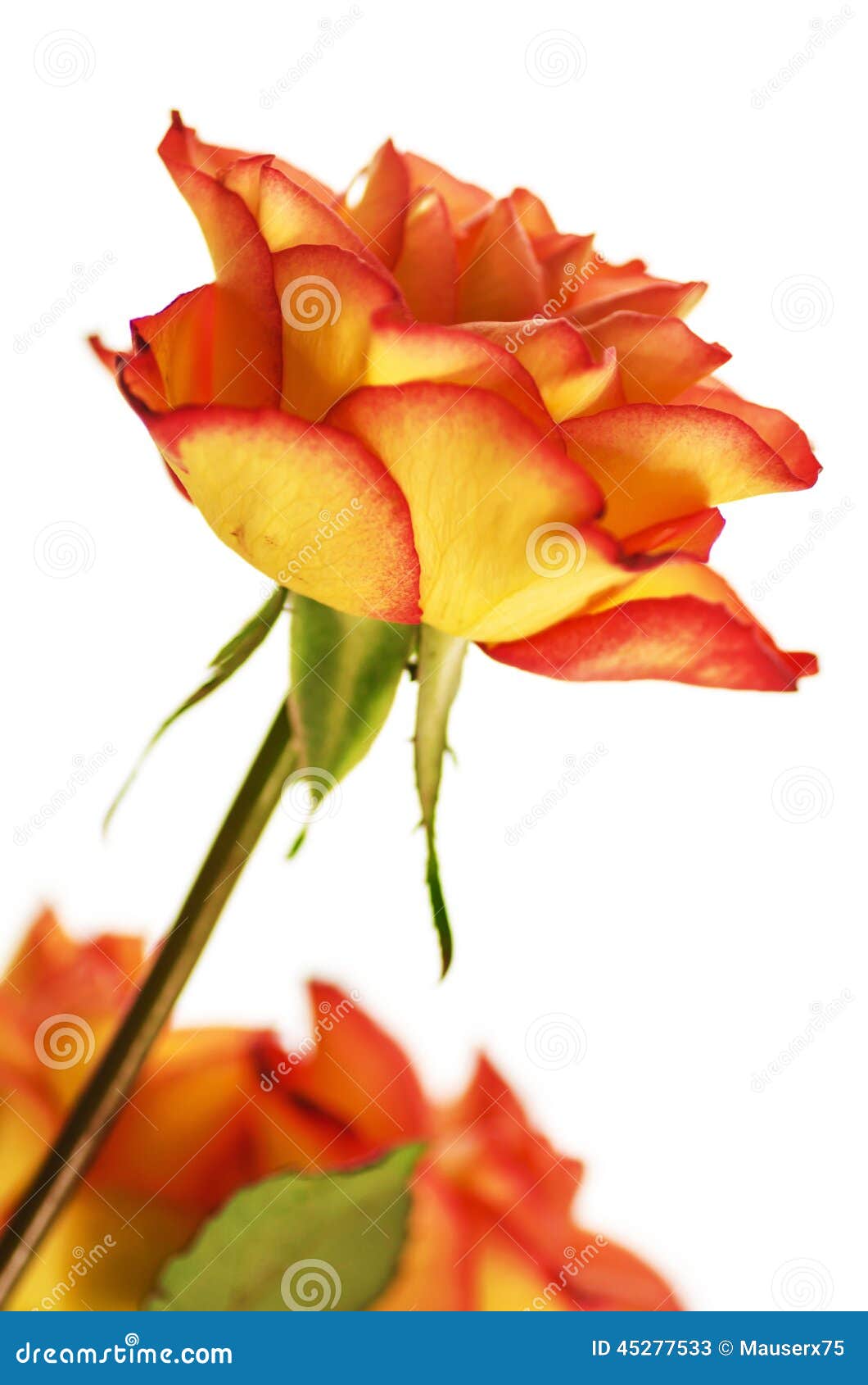 Autumn Splendor Rose stock image. Image of love, petals - 45277533