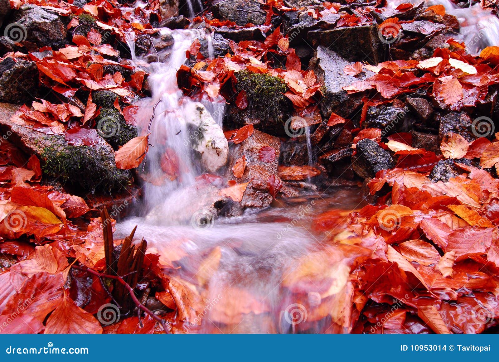 Autumn Spring stock photo. Image of coniferous, calm - 10953014