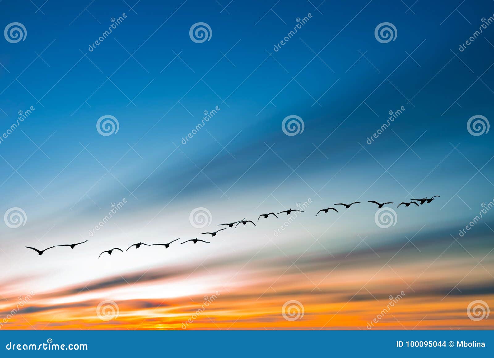 Autumn or Spring Migration of Birds Stock Photo - Image of flying ...
