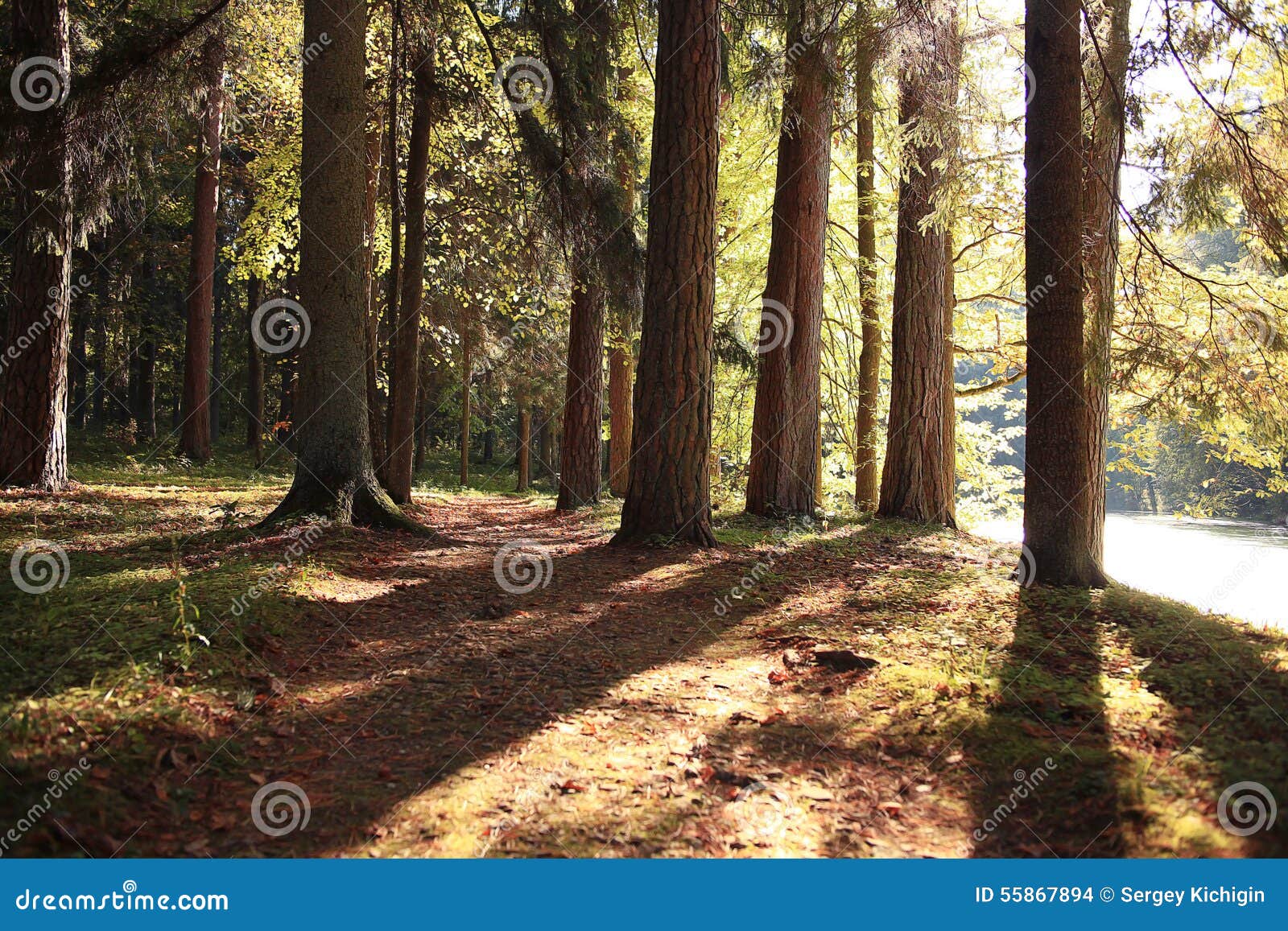 Autumn spruce forest stock photo. Image of landscapes - 55867894