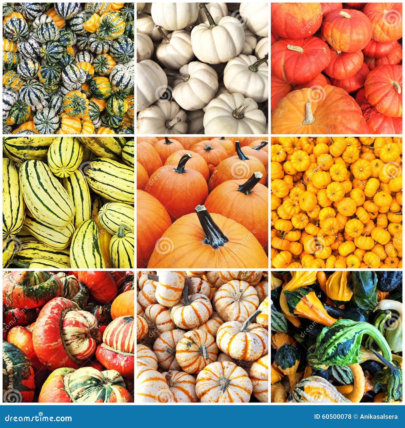 Autumn squash collage stock photo. Image of background - 60500078