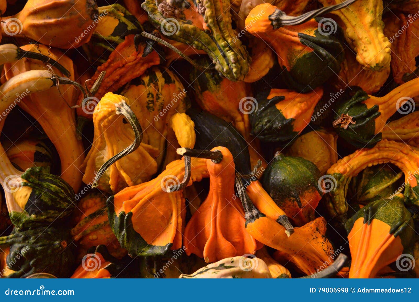 Autumn squash stock photo. Image of pumpkin, decoration - 79006998