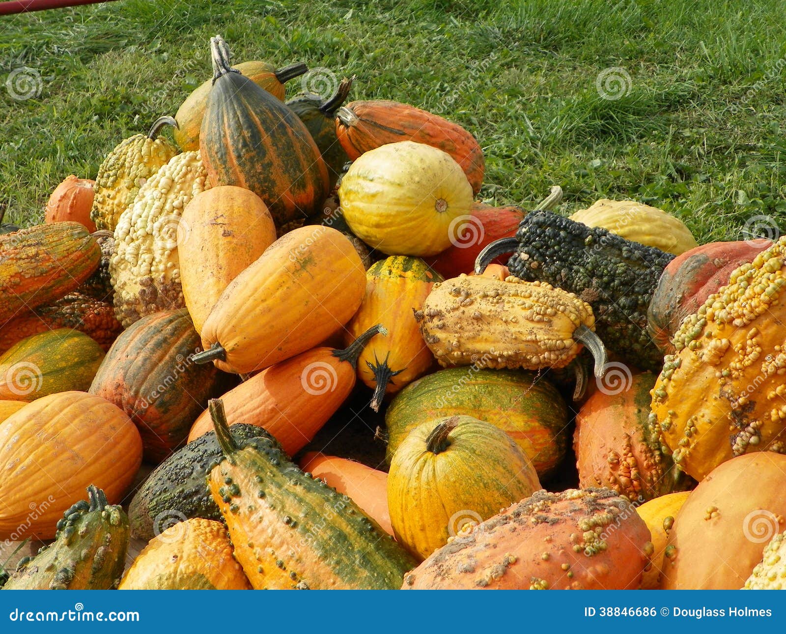 Autumn Squash stock photo. Image of colors, columbus - 38846686