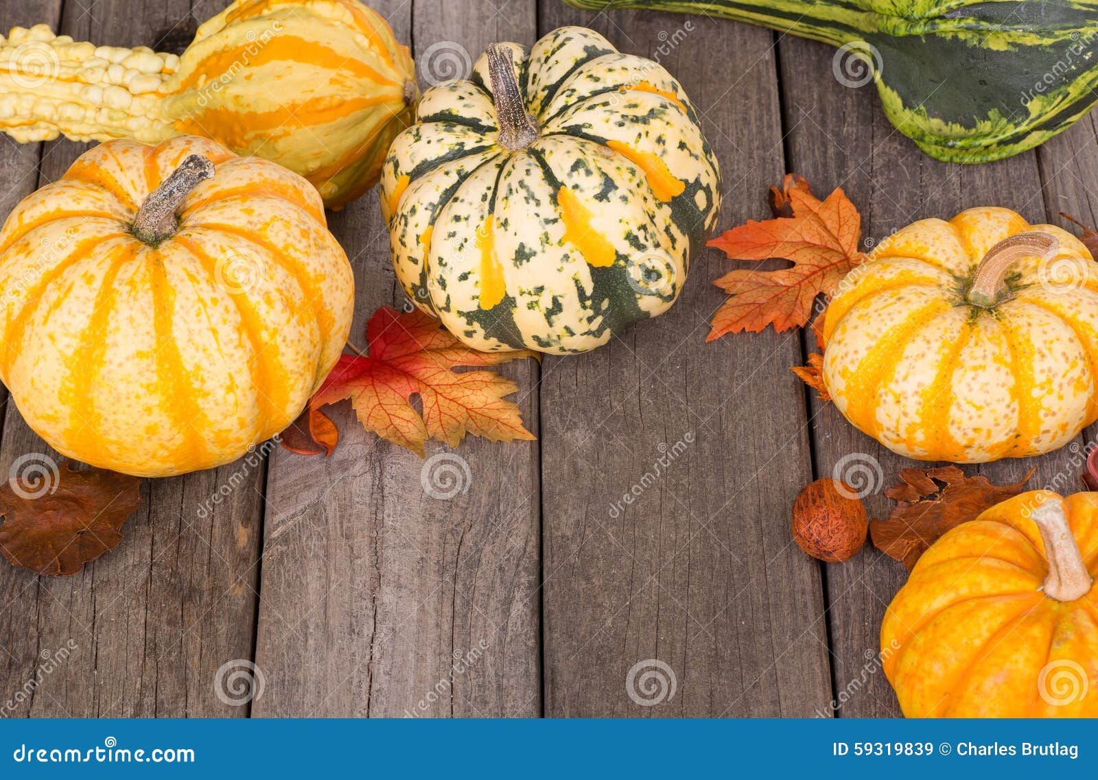 Autumn Squash stock image. Image of thanksgiving, wood - 59319839