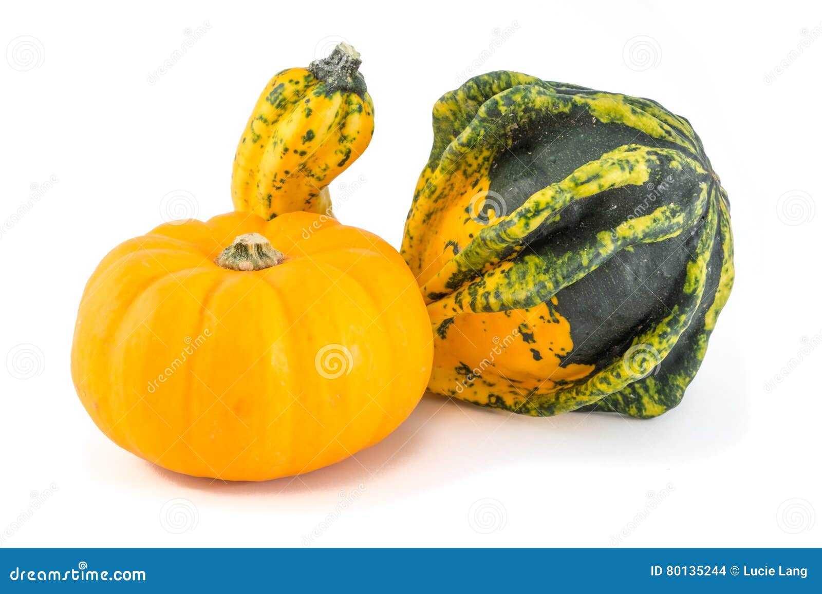 Autumn squashes. stock photo. Image of squash, fresh - 80135244