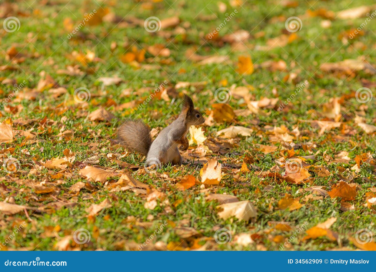 Autumn squirrel stock image. Image of green, tail, nature - 34562909