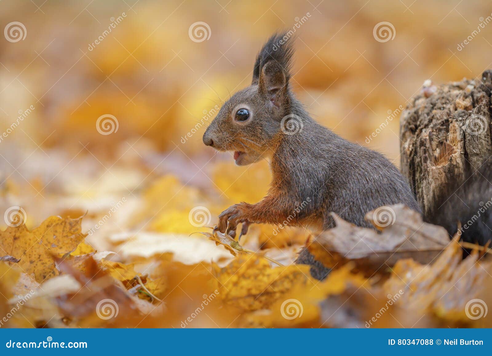 Autumn squirrel stock photo. Image of leaves, rodent - 80347088