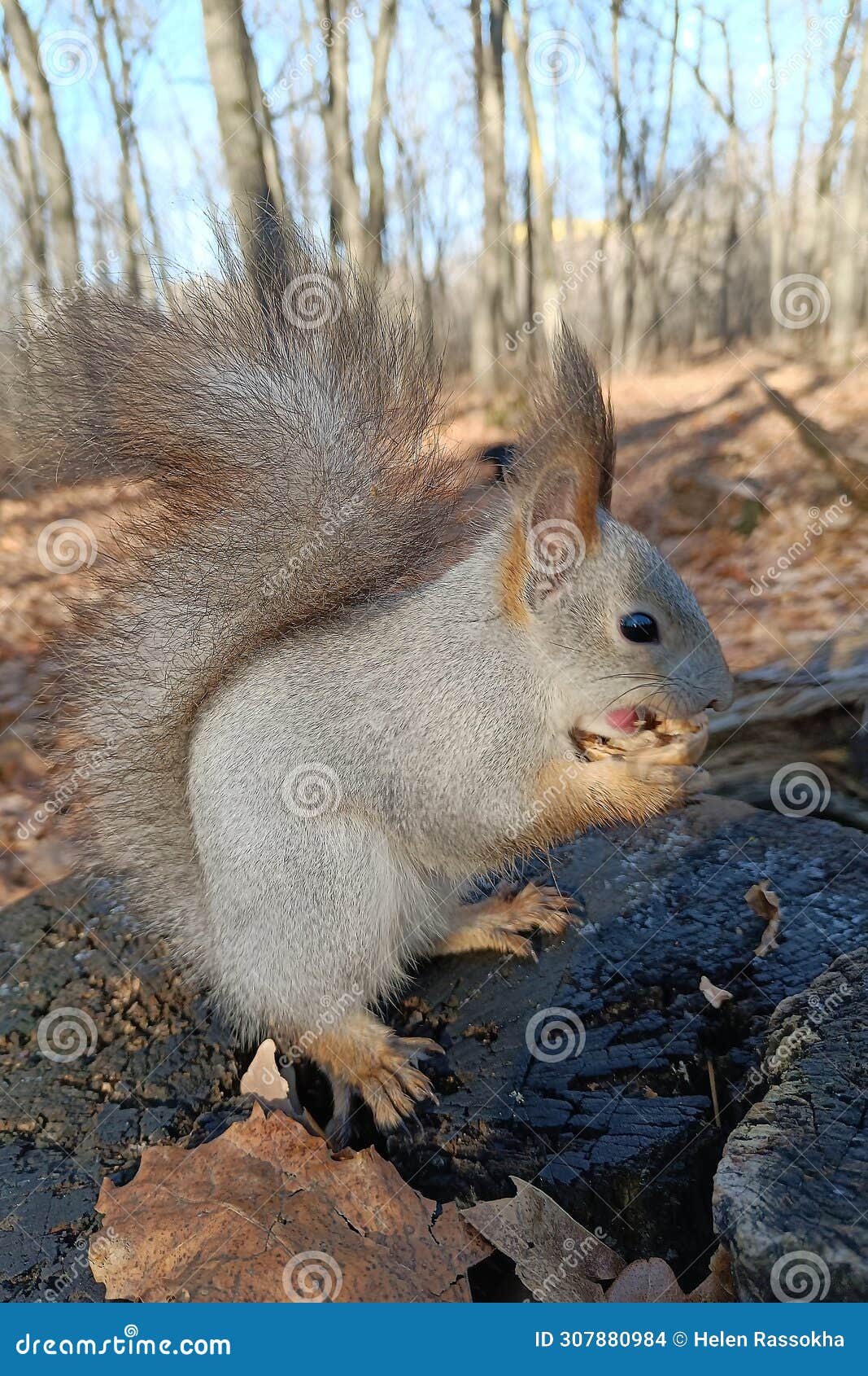 Hungry Squirrel Showed Sharp Biting a Nut in a Shell Stock Photo ...