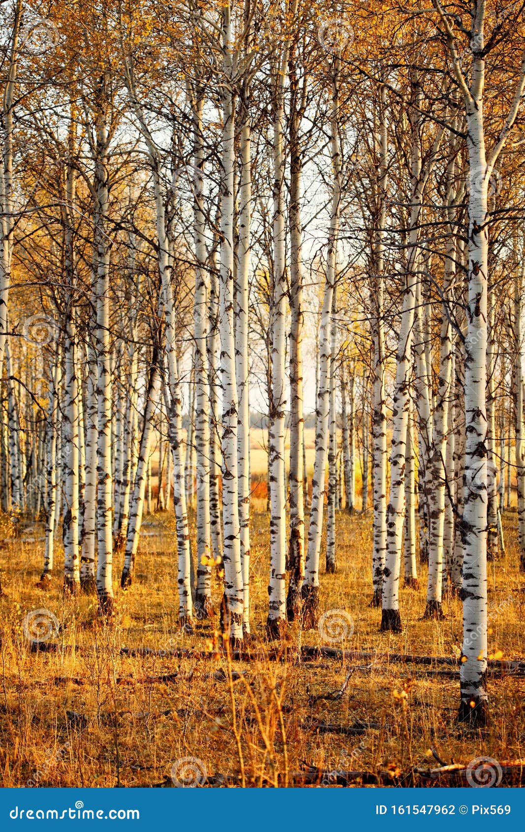 An Stand of Aspen Trees in Autumn. Stock Photo - Image of yellow ...