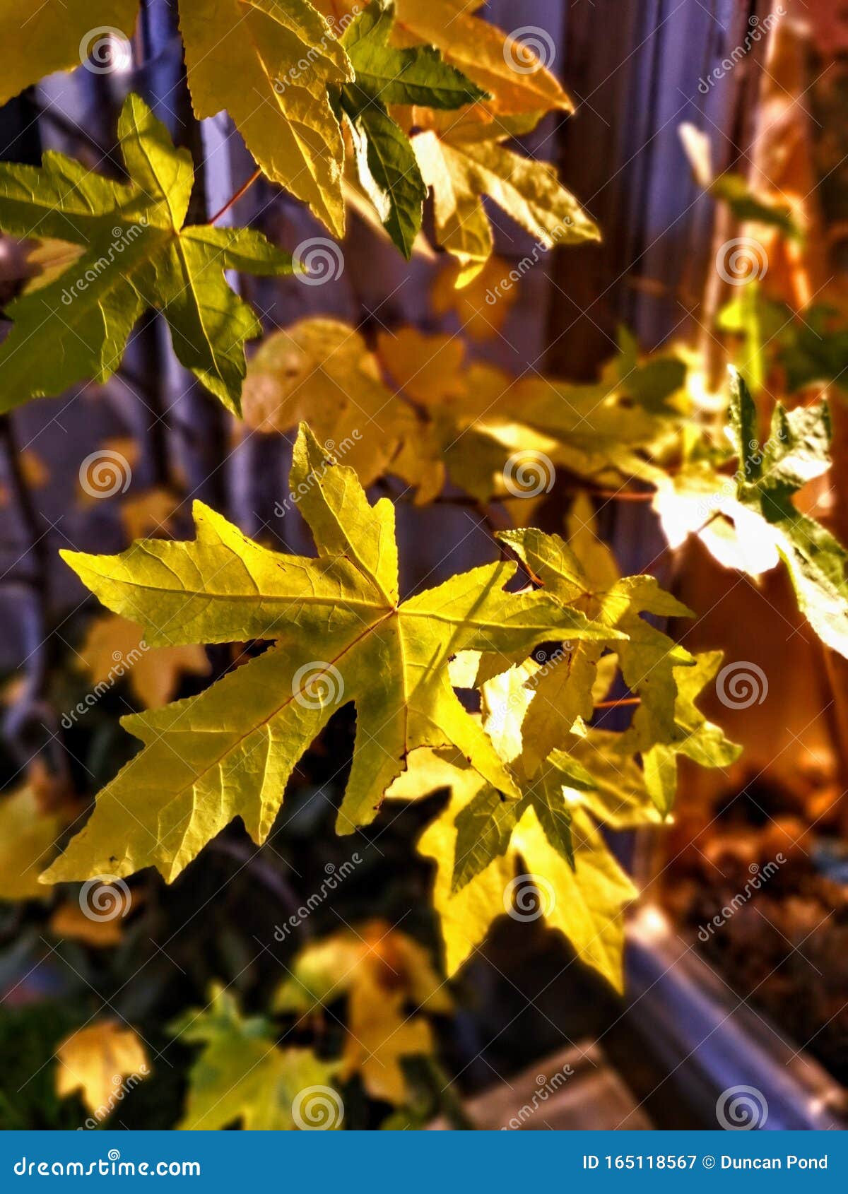 Autumn star maple leaf stock image. Image of leaf, autumn - 165118567