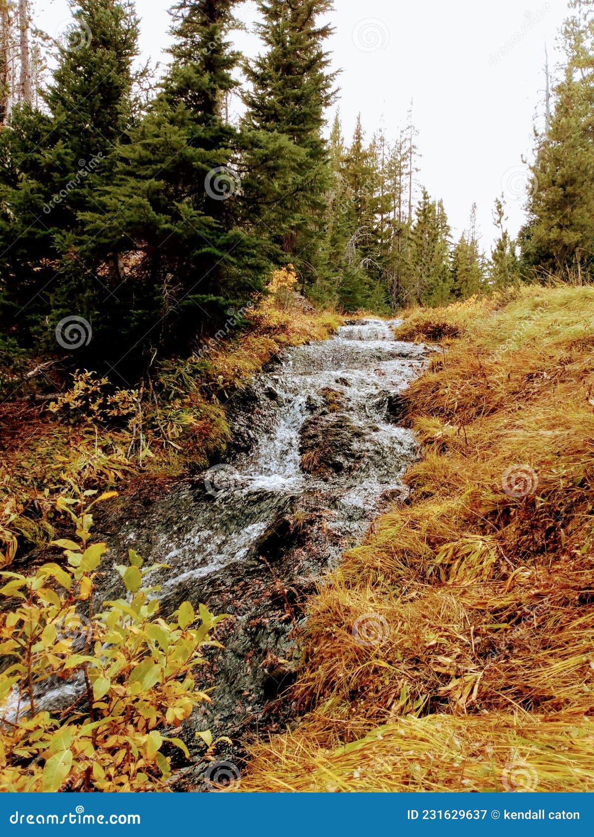 Autumn steam fall weather stock image. Image of nature - 231629637