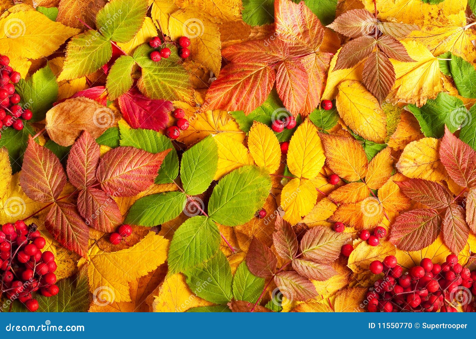 Autumn still-life stock photo. Image of bouquet, colorful - 11550770