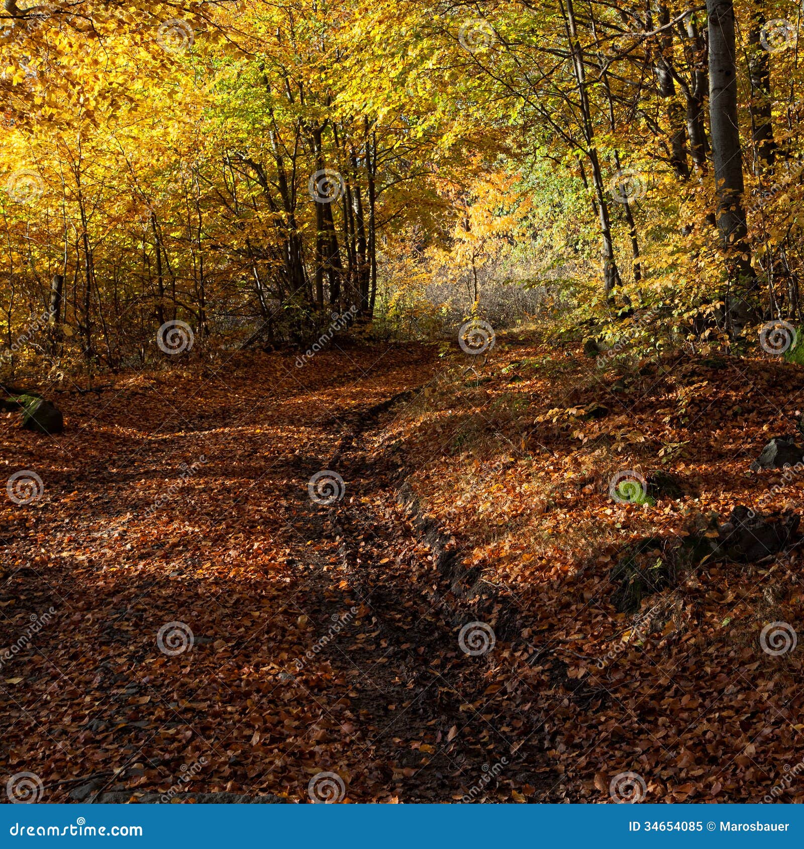 Autumn still life stock image. Image of environment, leaves - 34654085