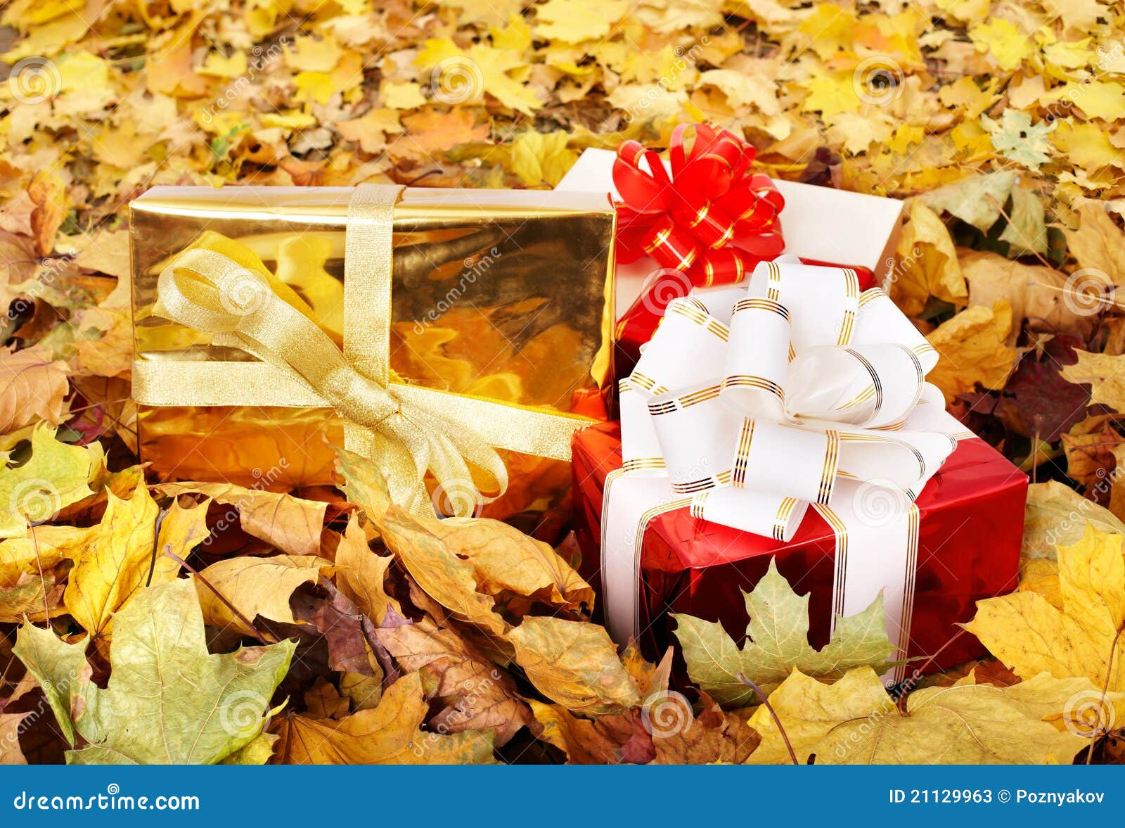 Autumn Still Life with Group Gift Box. Stock Image - Image of maple ...