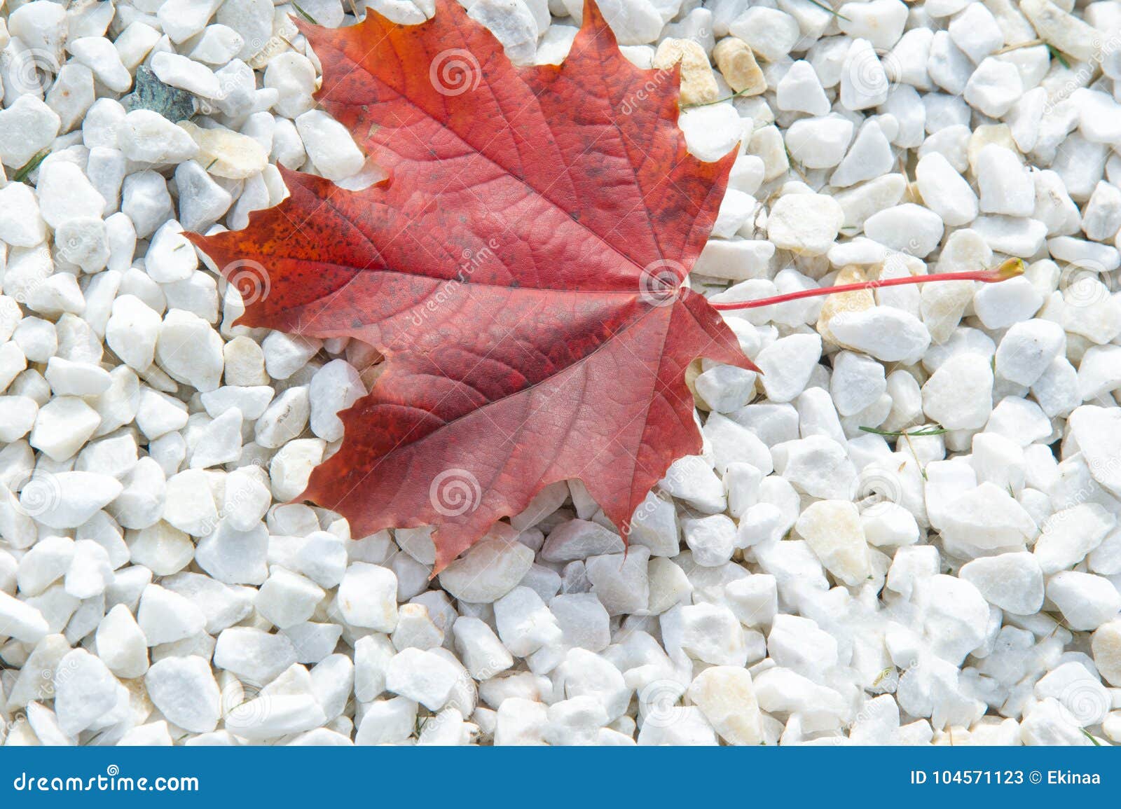 Autumn Still Life of Maple Leaves. Warm Colors of Autumn Stock Image ... Autumn Still Life of Maple Leaves. Warm Colors of Autumn Stock Image ...