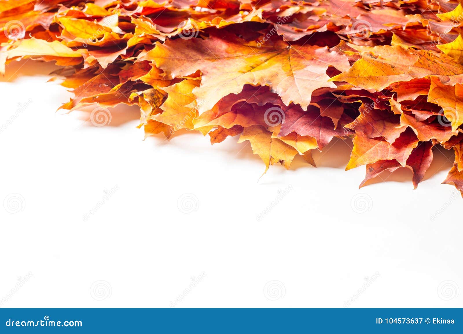 Autumn Still Life of Maple Leaves. Warm Colors of Autumn Stock Image ... Autumn Still Life of Maple Leaves. Warm Colors of Autumn Stock Image ...