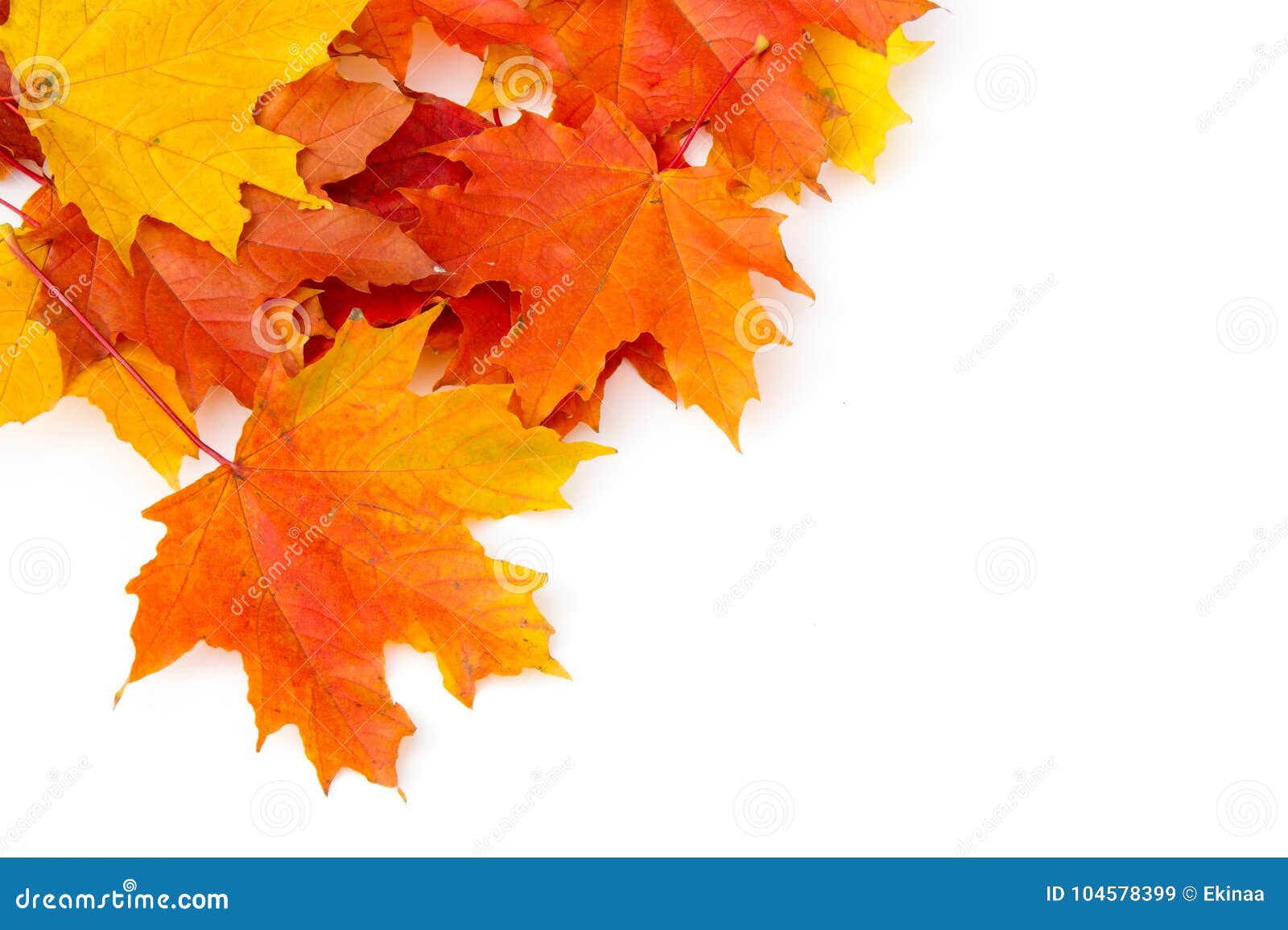 Autumn Still Life of Maple Leaves. Warm Colors of Autumn Stock Image ... Autumn Still Life of Maple Leaves. Warm Colors of Autumn Stock Image ...