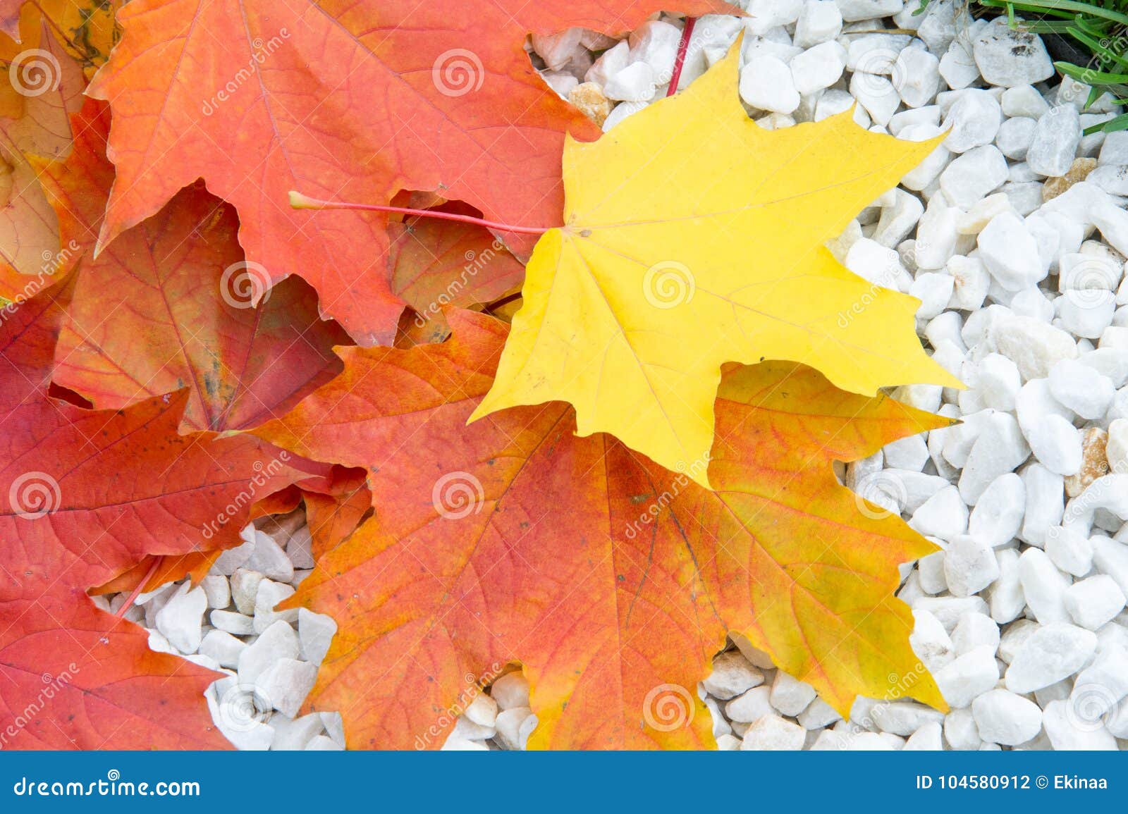 Autumn Still Life of Maple Leaves. Warm Colors of Autumn Stock Photo ... Autumn Still Life of Maple Leaves. Warm Colors of Autumn Stock Photo ...
