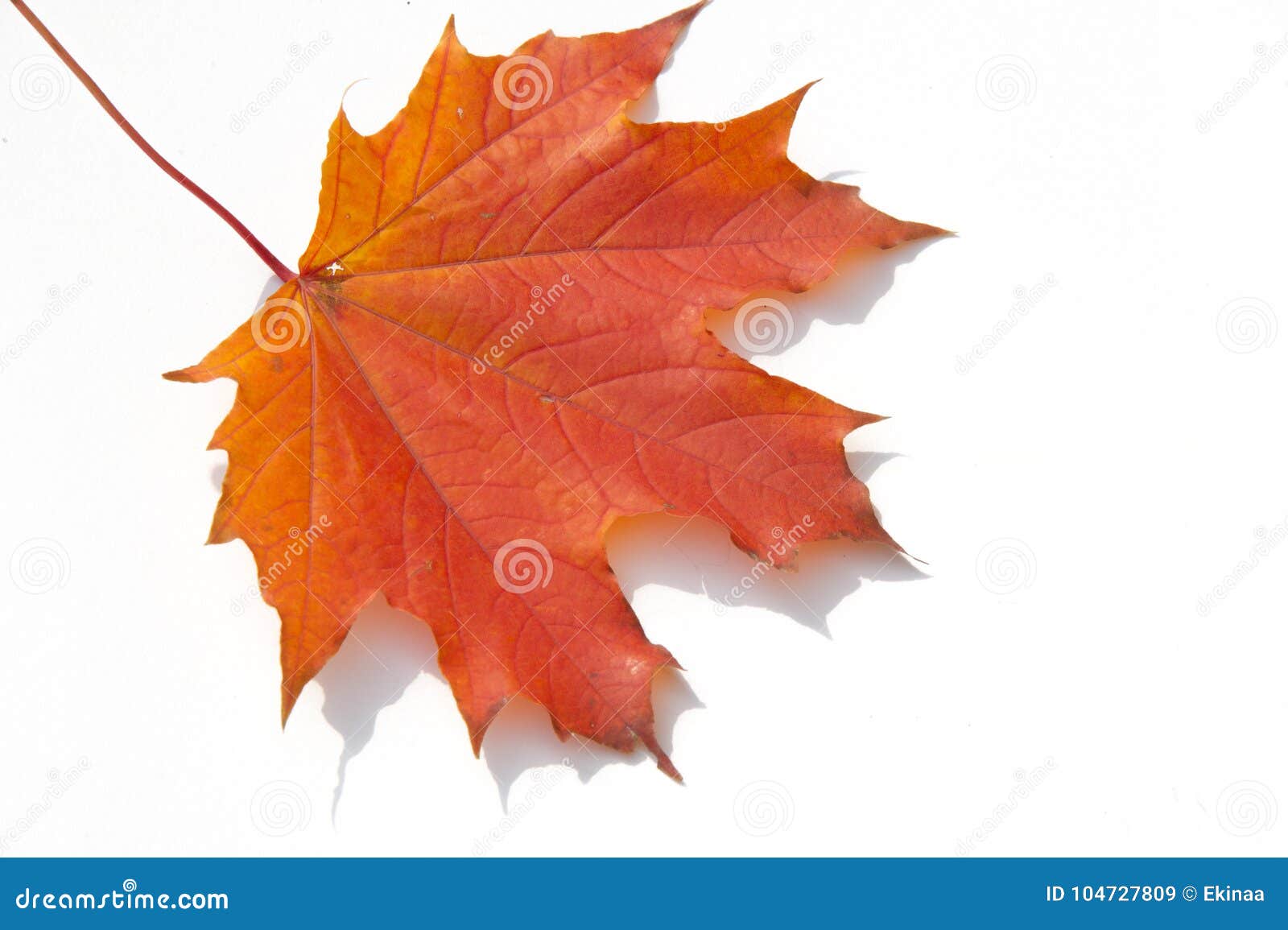 Autumn Still Life of Maple Leaves. Warm Colors of Autumn Stock Image ... Autumn Still Life of Maple Leaves. Warm Colors of Autumn Stock Image ...