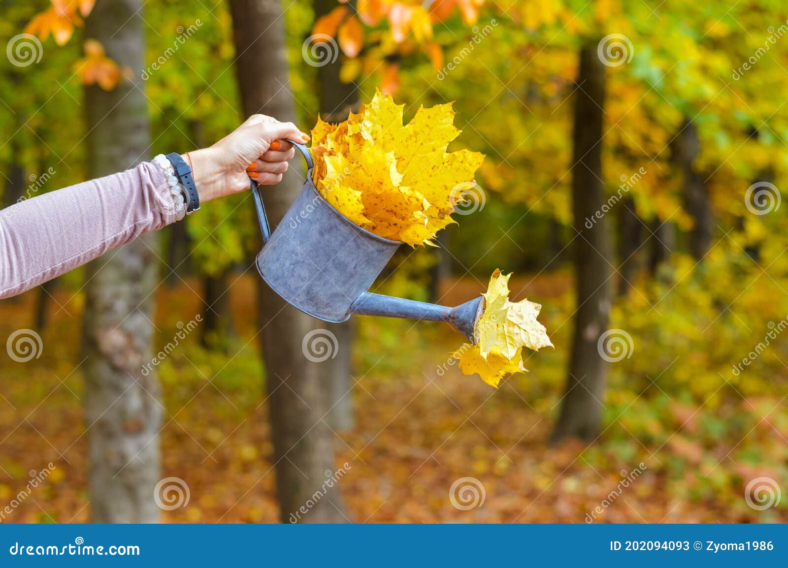 Autumn Still Life with Water Can in the Autumn Season Stock Image ...