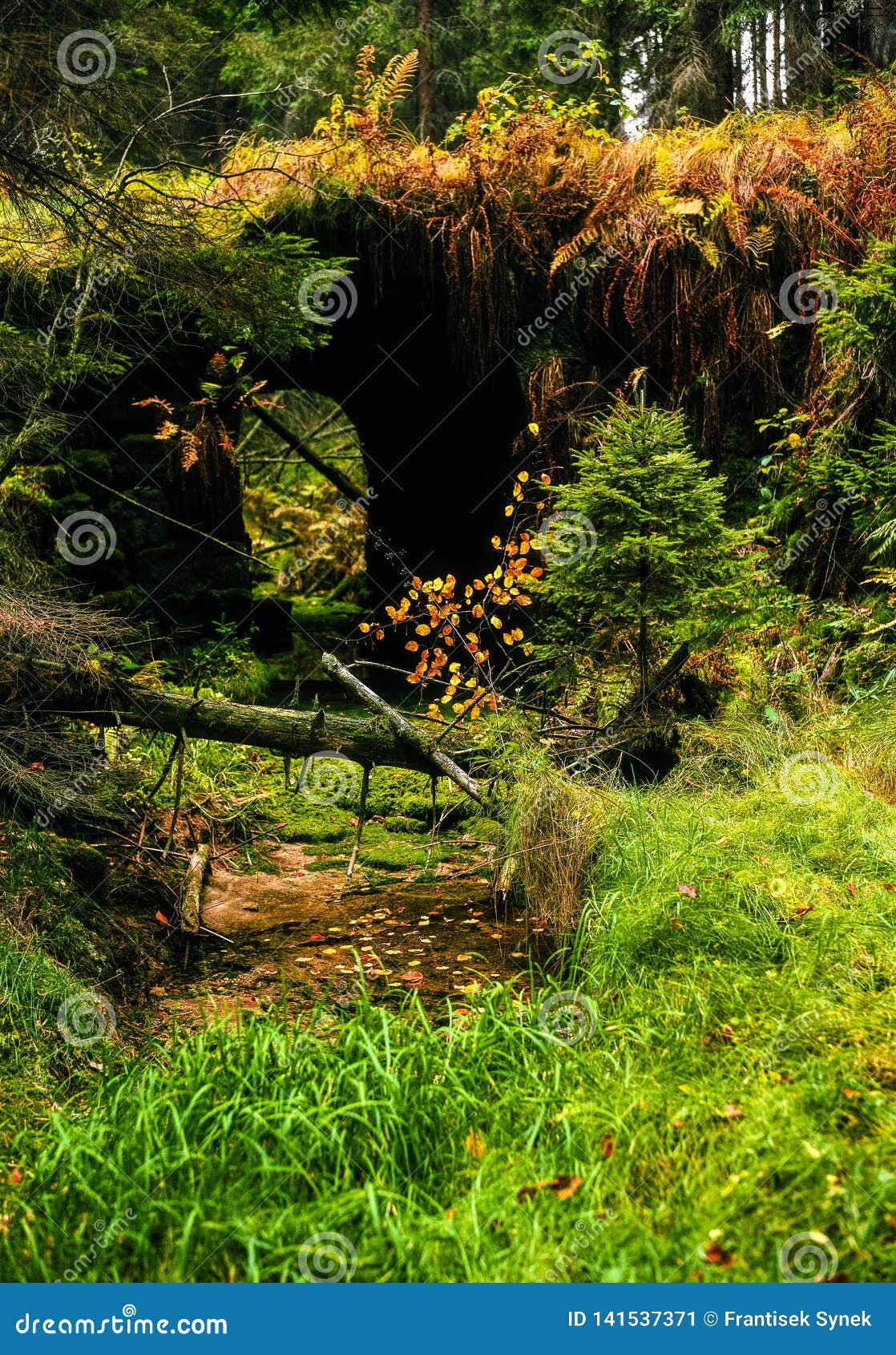 Autumn Still Life in the Woods Stock Image - Image of fall, scenery ...