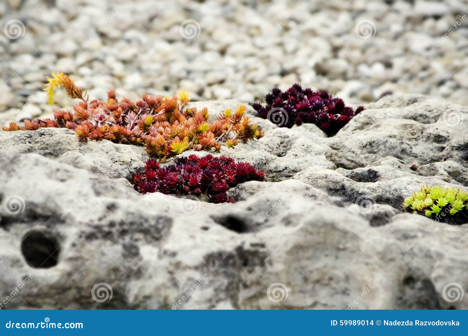 Autumn Stone Gardening stock photo. Image of outdoor - 59989014