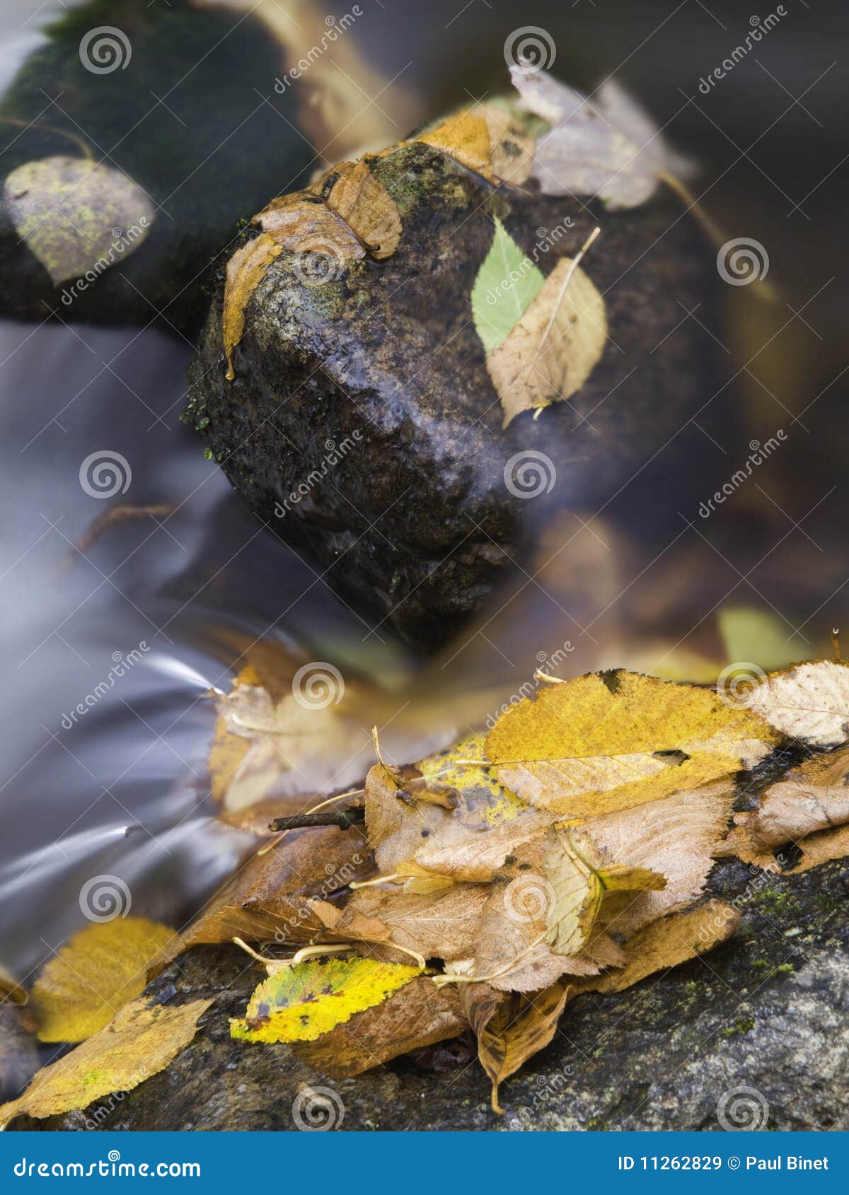 Autumn stone leafs stock image. Image of colorful, background - 11262829
