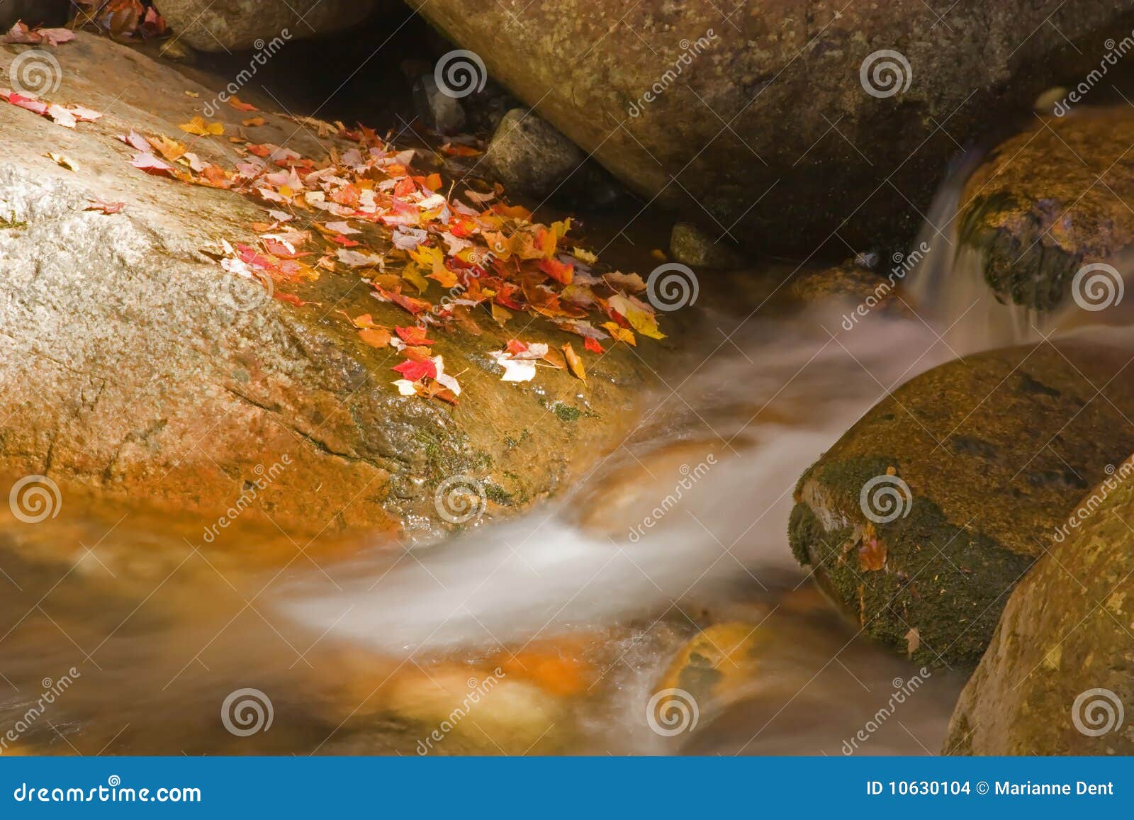 Autumn stream stock photo. Image of stream, flowing, leaves - 10630104