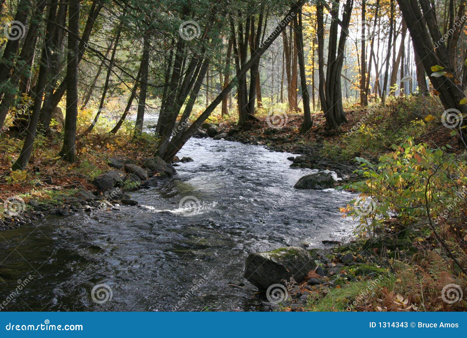 Autumn stream stock image. Image of green, foliage, autumn - 1314343