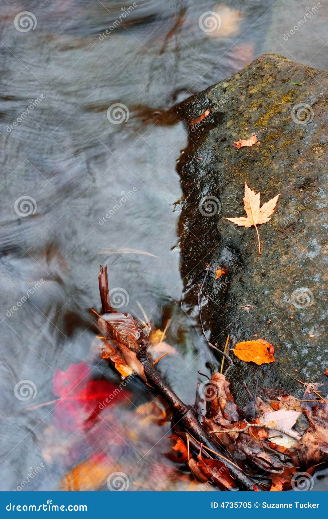 Autumn Stream stock image. Image of fallen, nature, environment - 4735705