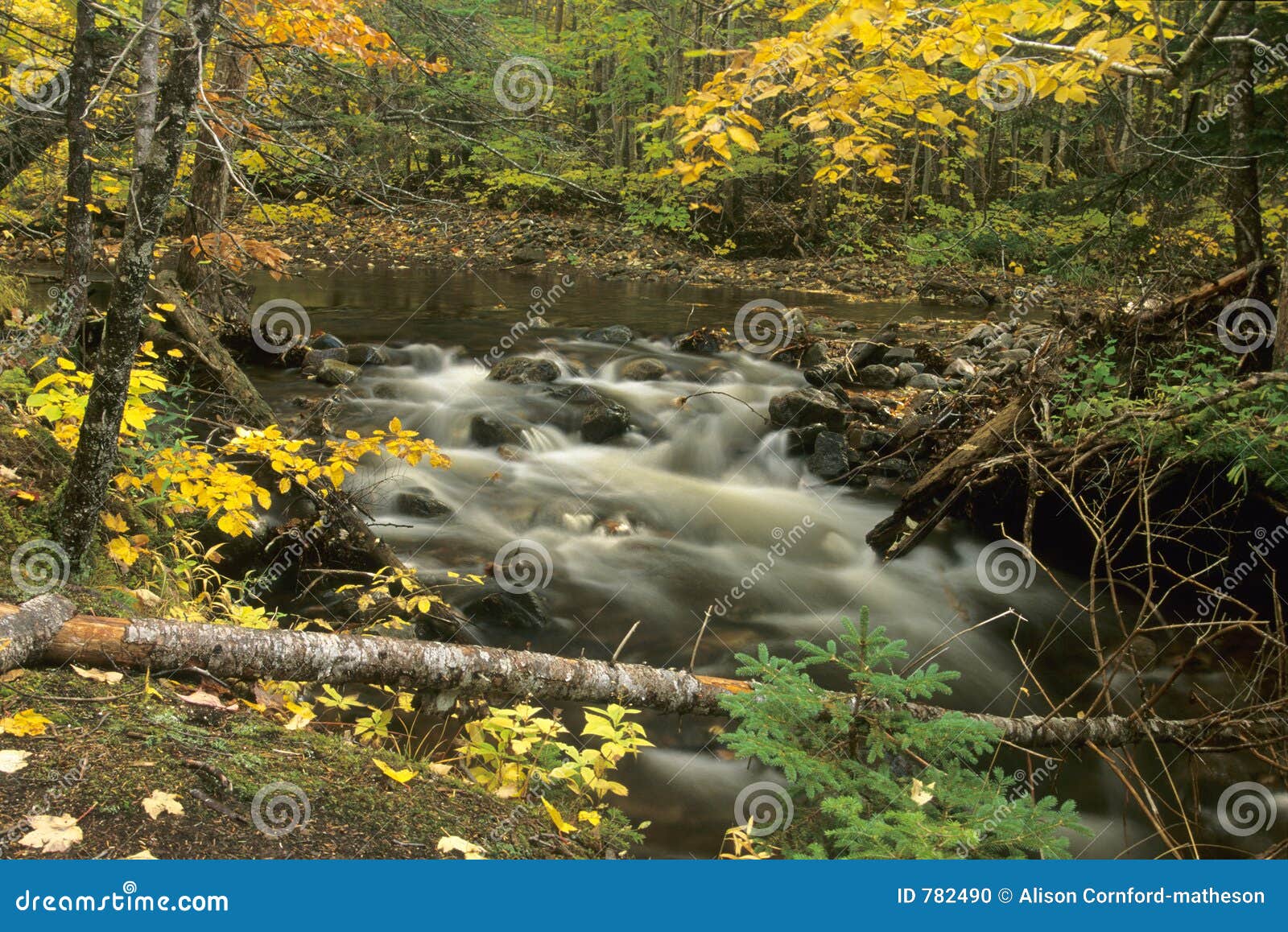 Autumn stream stock photo. Image of natural, beauty, quiet - 782490