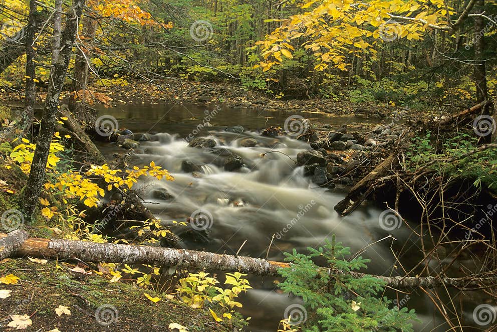 Autumn stream stock photo. Image of natural, beauty, quiet - 782490