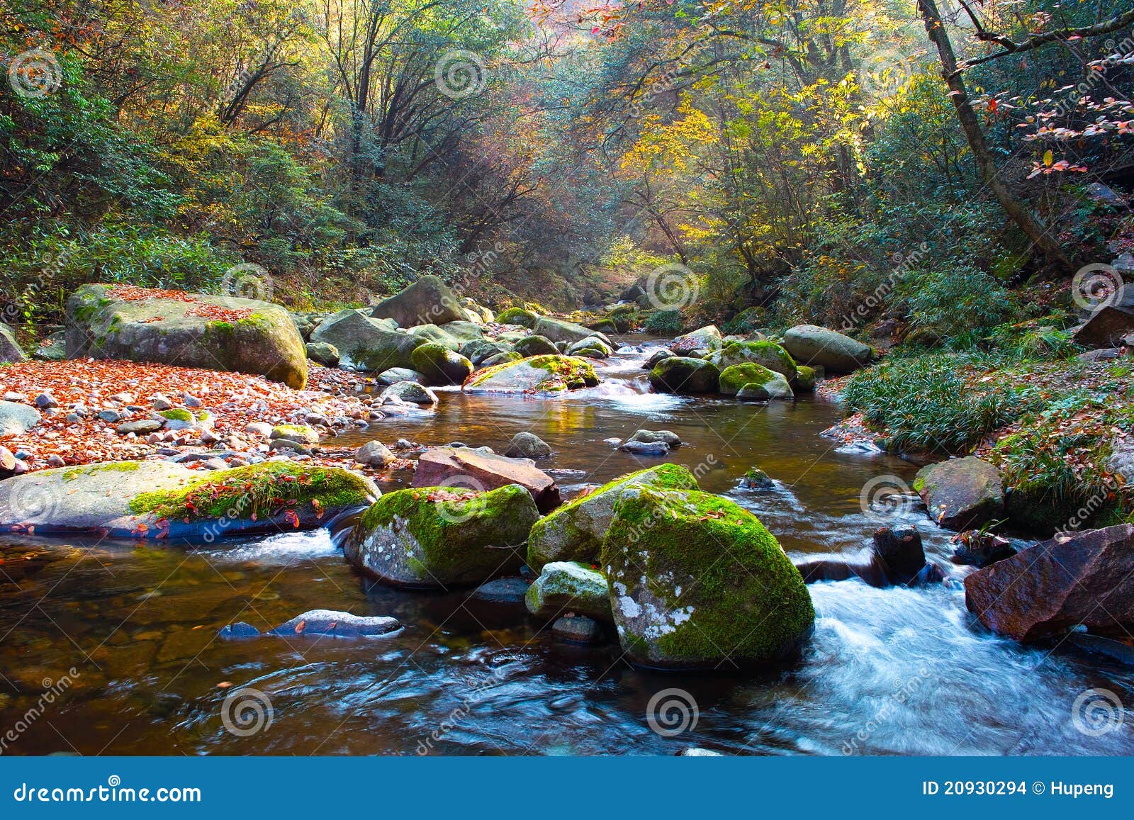 Autumn stream in forest. stock photo. Image of flow, leisure - 20930294