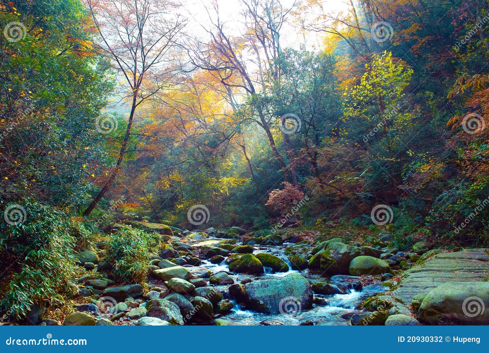 Autumn stream in forest. stock photo. Image of clean - 20930332