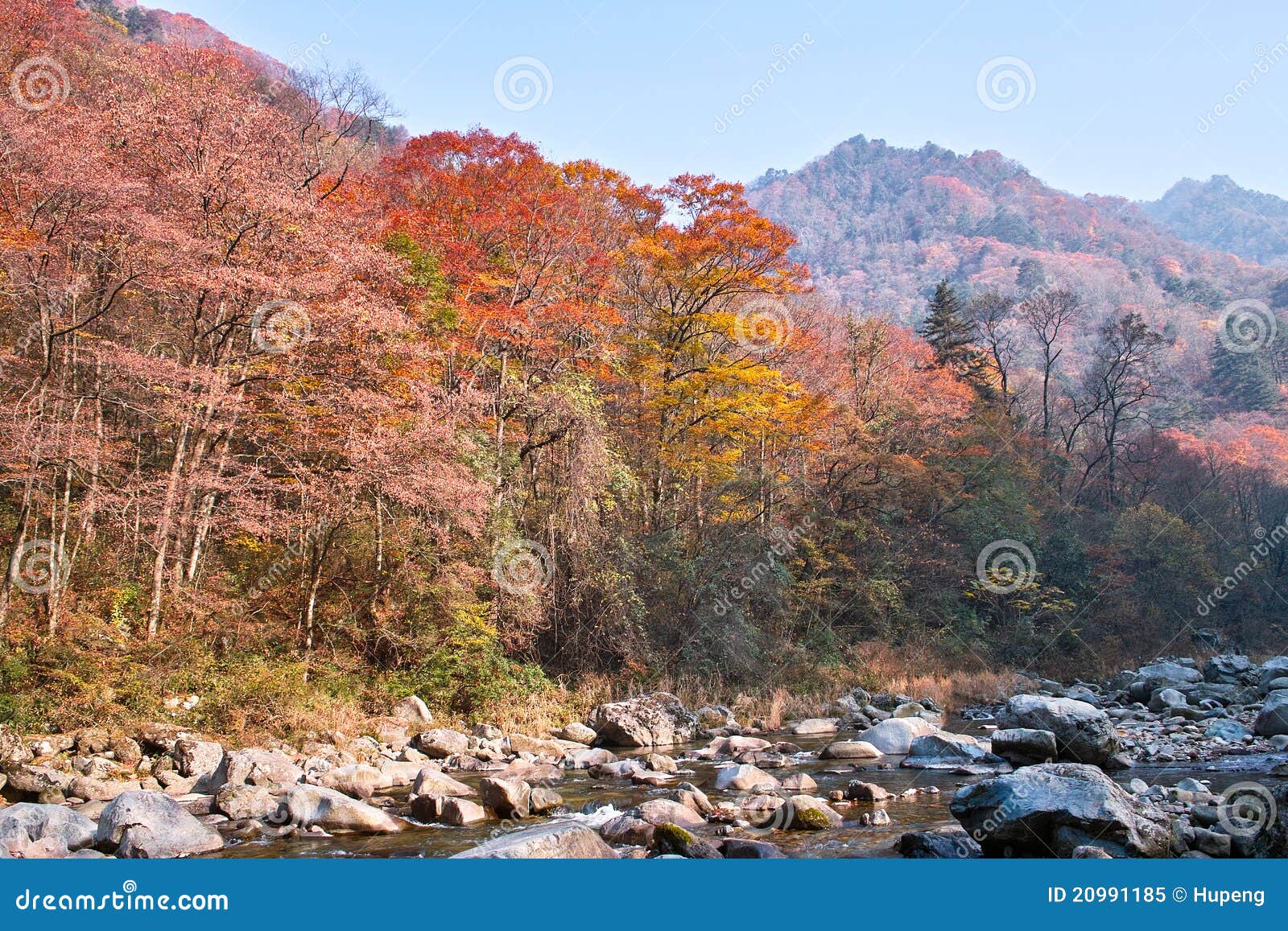 Autumn stream in forest. stock image. Image of colorful - 20991185