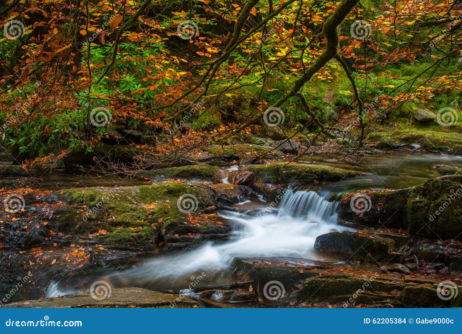 Autumn stream forest stock photo. Image of cascade, clear - 62205384