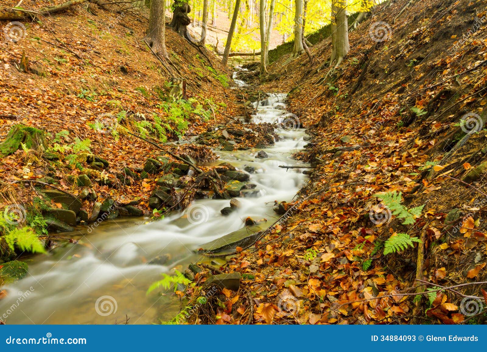 Autumn Stream through the Trees Stock Image - Image of forest, valley ...