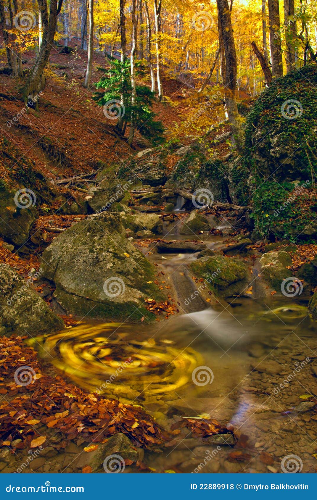 Autumn stream in wood stock photo. Image of dusk, light - 22889918