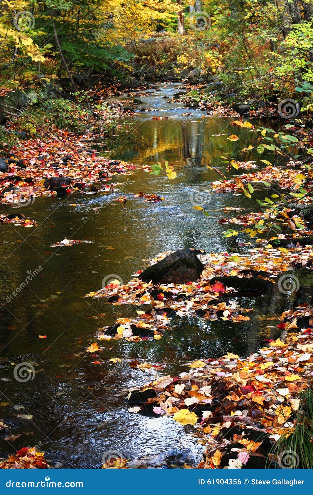 Autumn stream in the woods stock photo. Image of autumn - 61904356