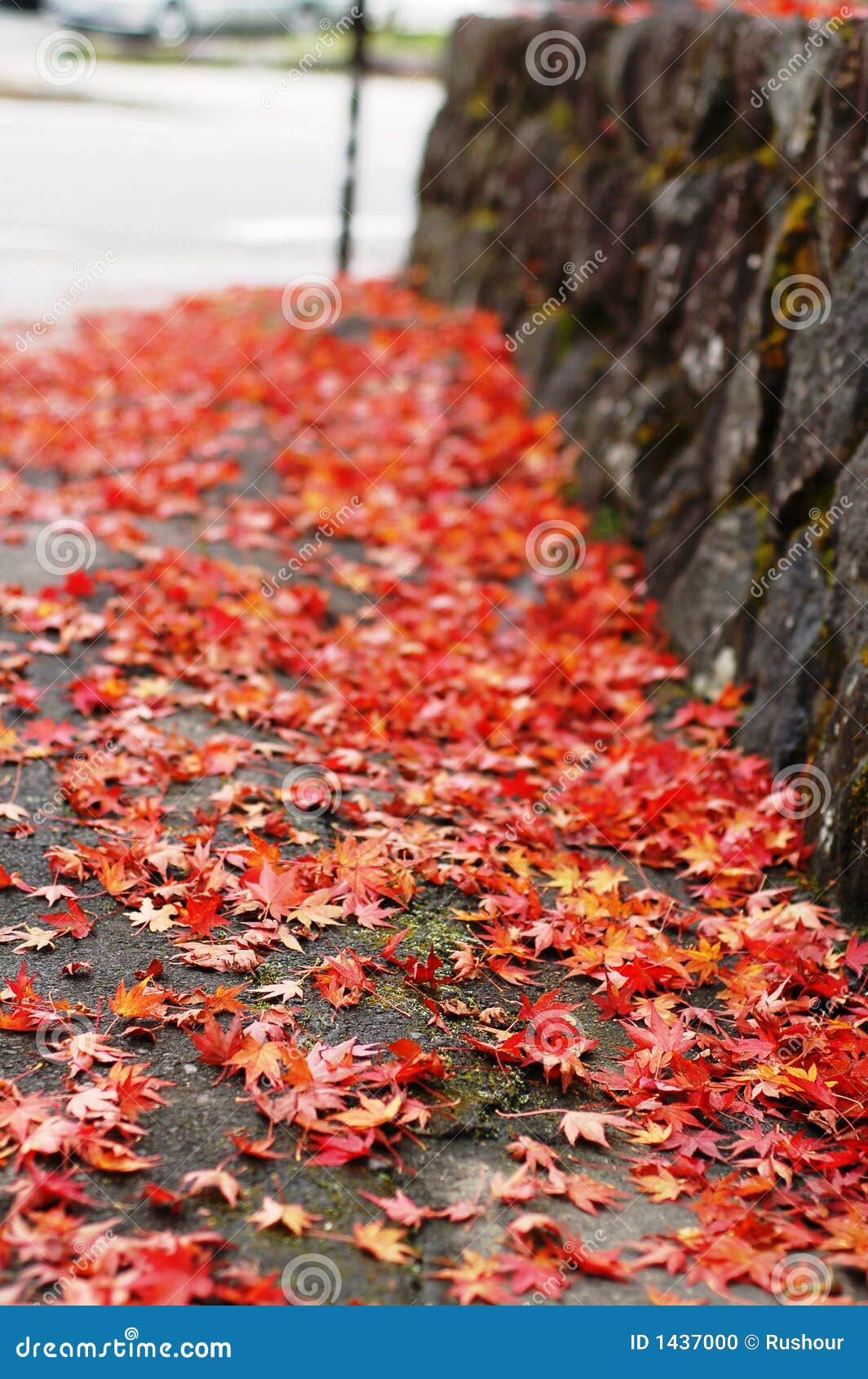 Autumn Street stock photo. Image of nature, pavement, fall - 1437000