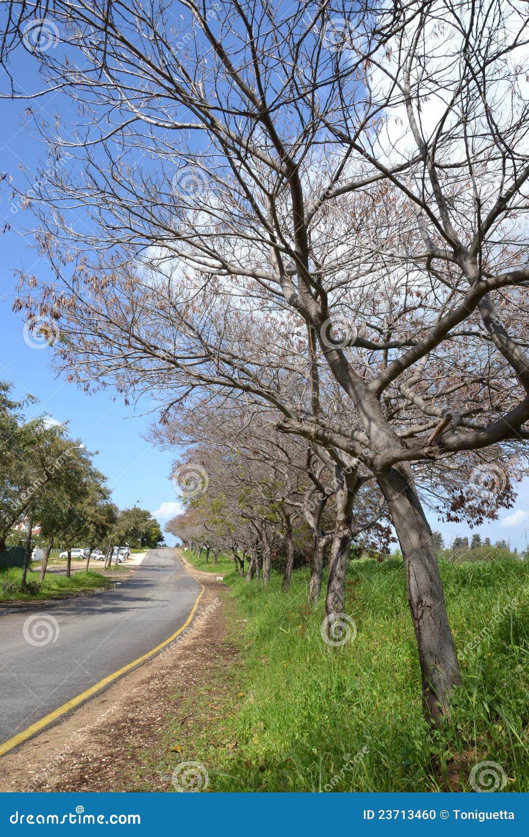 Autumn street stock photo. Image of trees, green, grass - 23713460