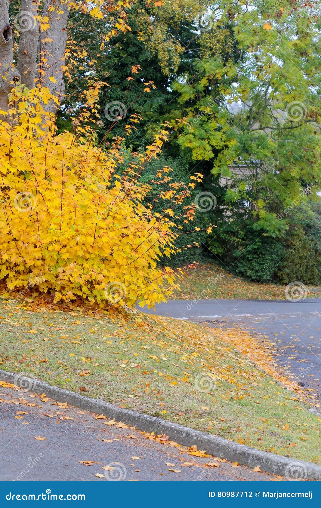 Autumn Street with Fall Maple Tree Displaying Colorful Foliage Stock ...