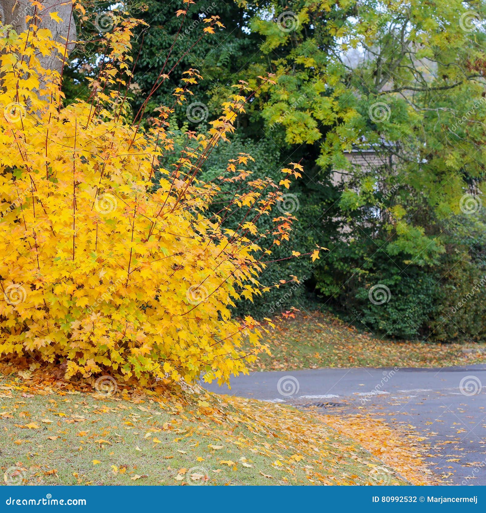 Autumn Street with Fall Maple Tree Displaying Colorful Foliage Stock ...