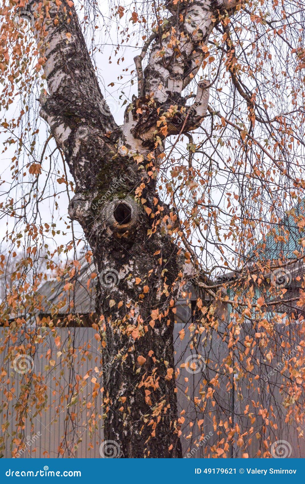 Autumn study. stock image. Image of plant, branch, trees - 49179621
