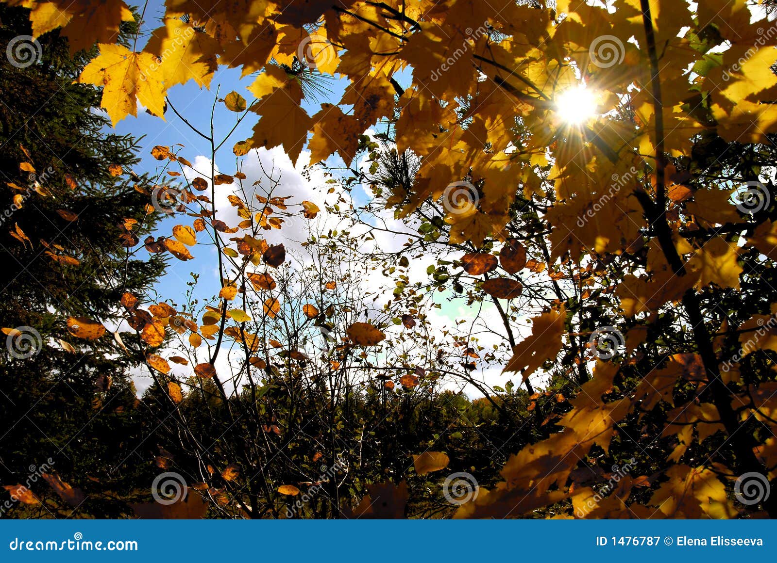 Autumn sun stock image. Image of natural, plants, forest - 1476787