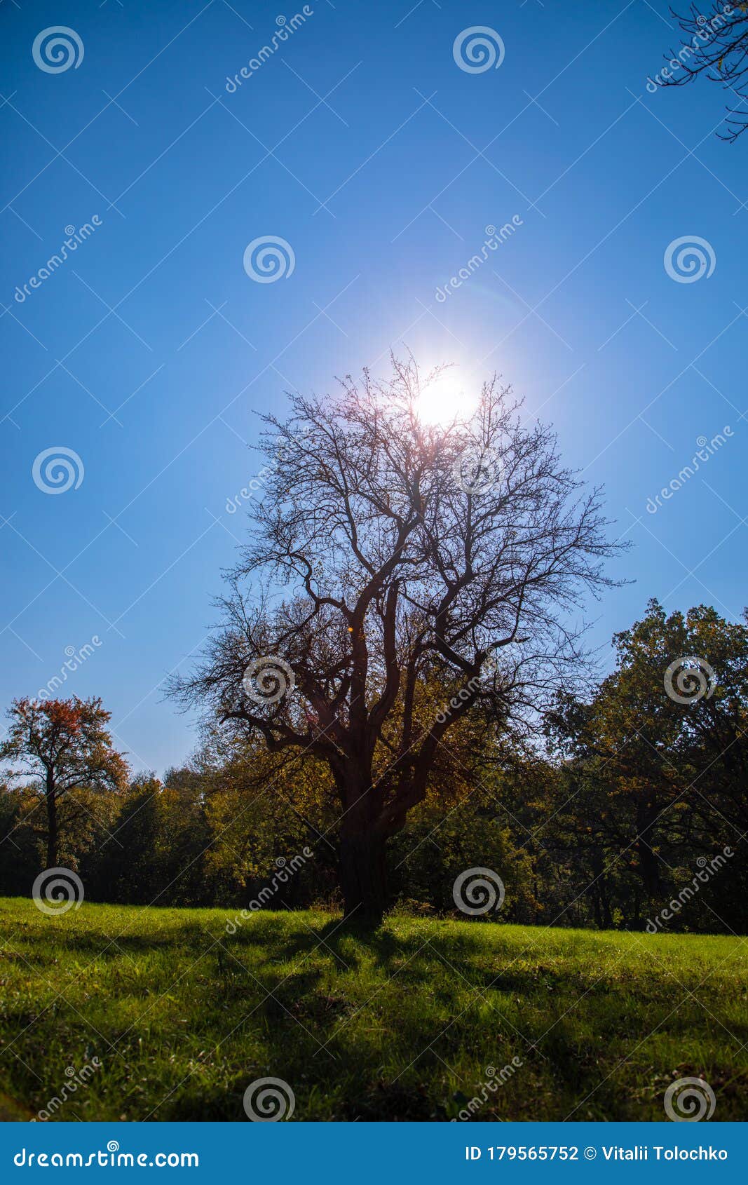 Autumn Sun in the Bare Branches Tree Stock Photo - Image of green ...